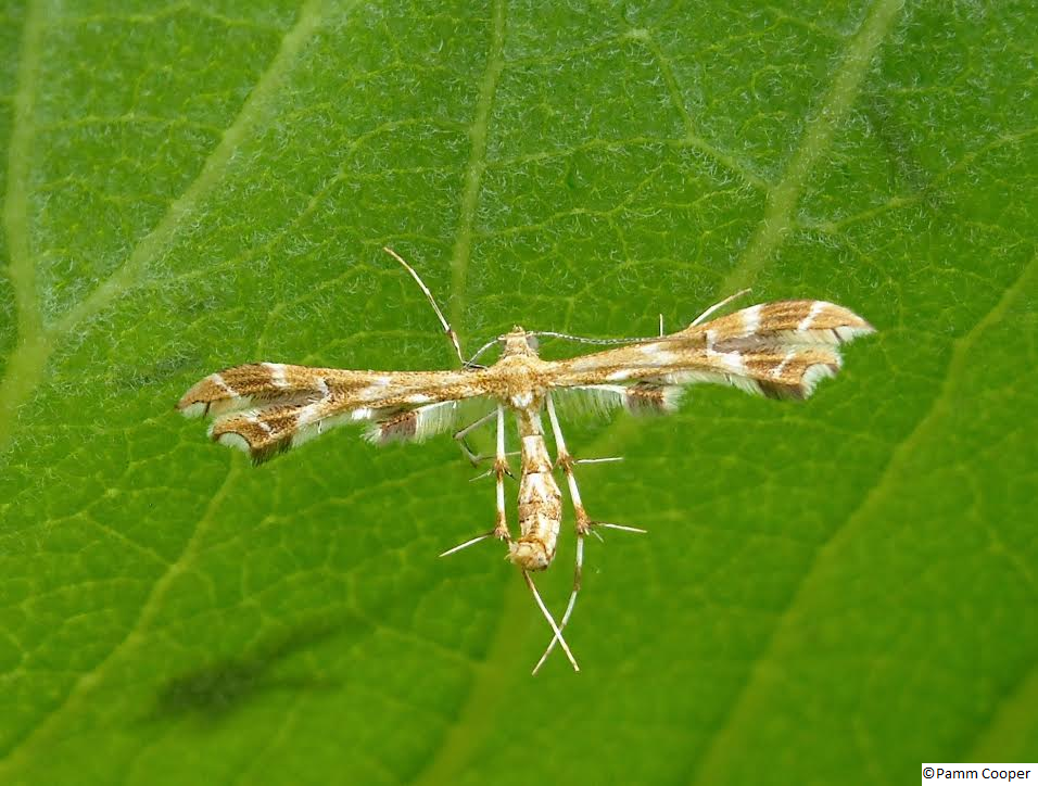 Grape Plume Moth | Home and Garden Education Center