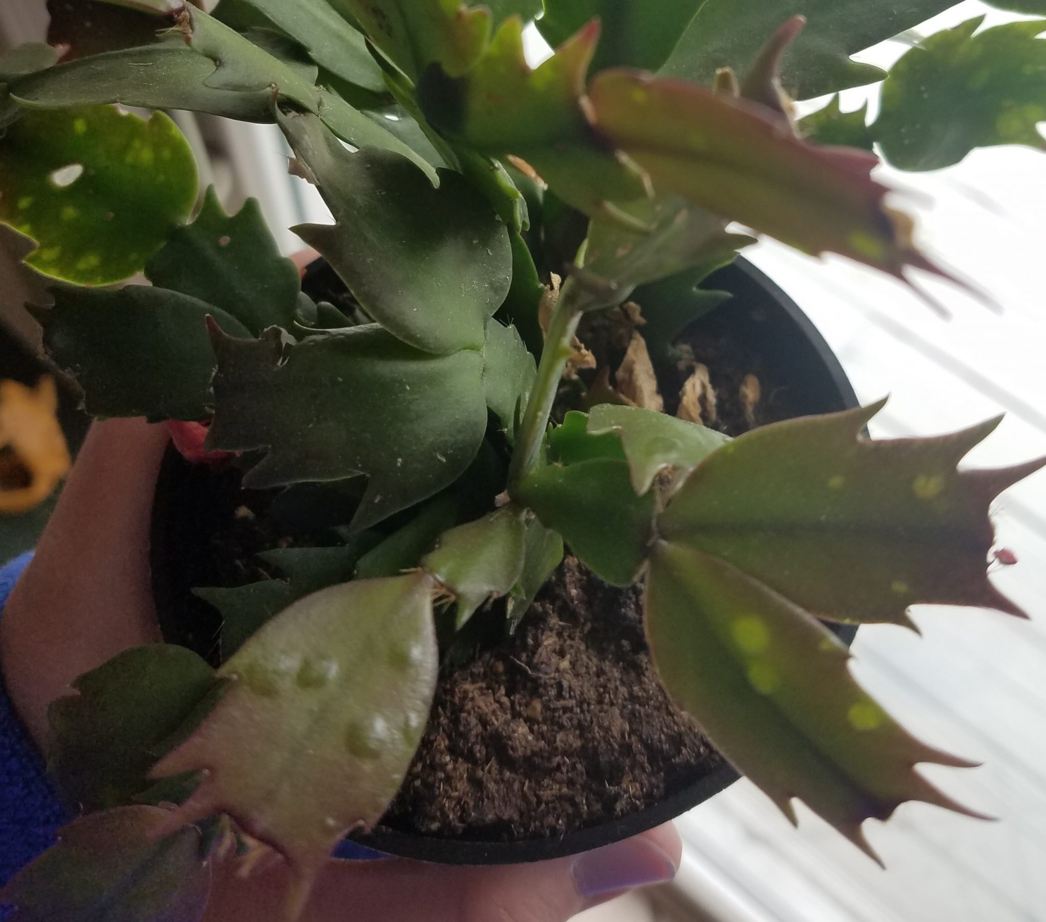 Holiday Cacti | Home and Garden Education Center