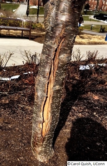 Frost Cracks and Sunscald on Trees | Home and Garden Education Center