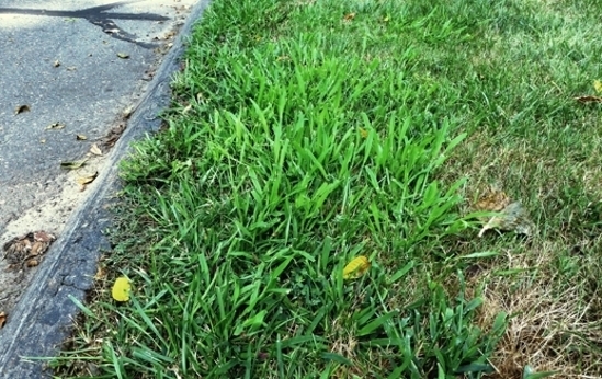 Crabgrass Control | Home and Garden Education Center