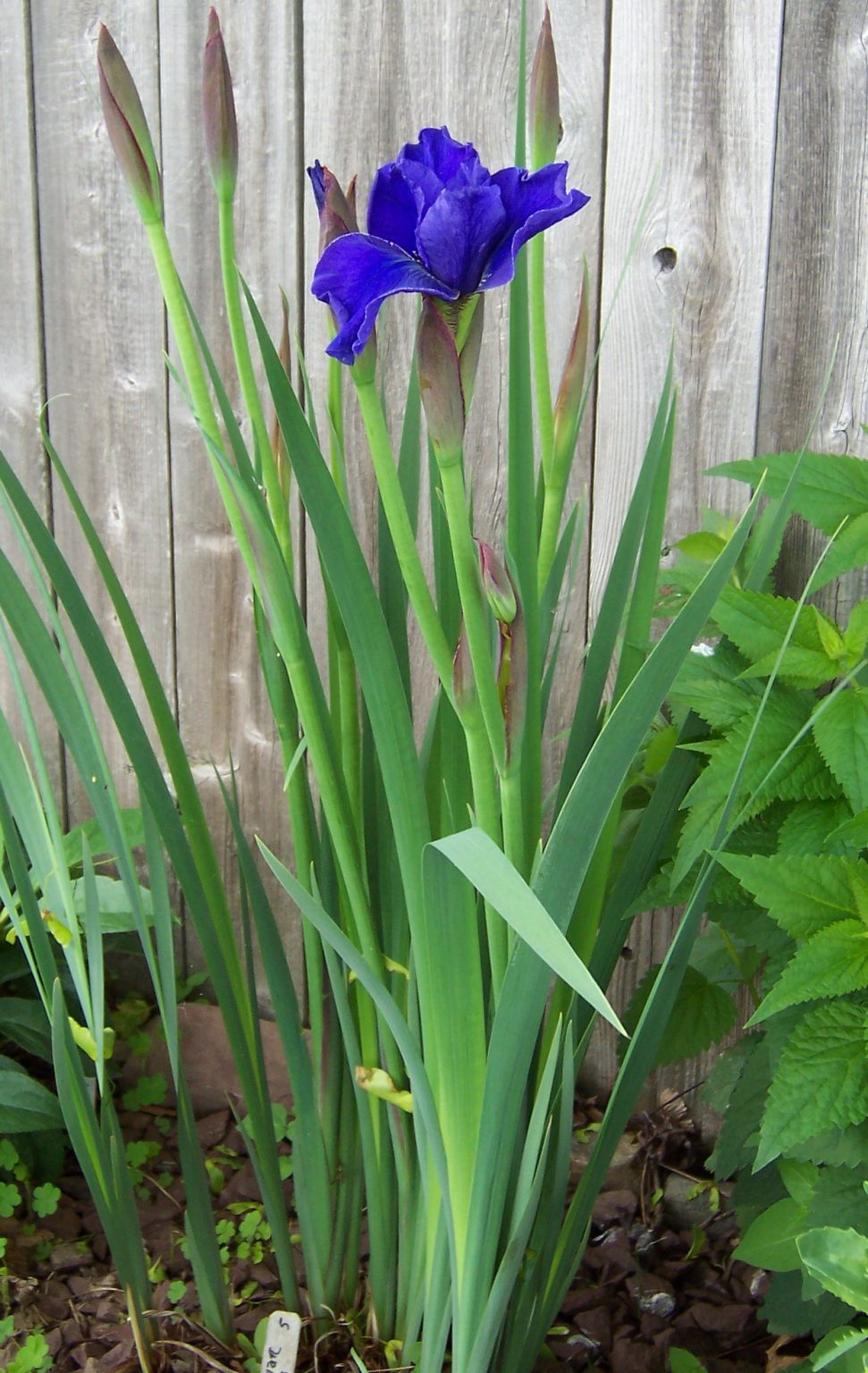 Iris | Home and Garden Education Center