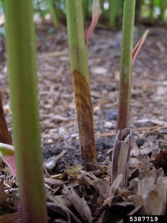 Peony | Home Garden Education Office | College of Agriculture, Health ...