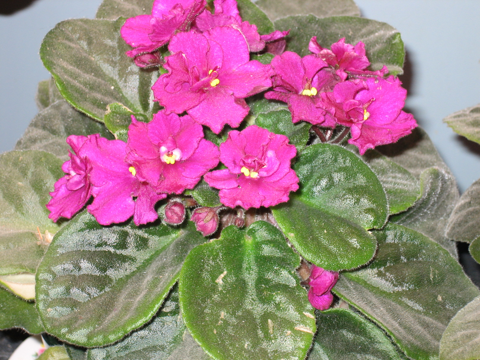 Alluring African Violets Chosen as 2024 Houseplant of the Year | Home ...