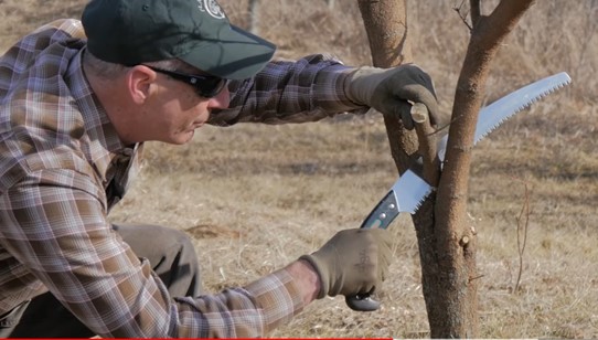 Prune Now for Beautiful Summer Trees | Home and Garden Education Center