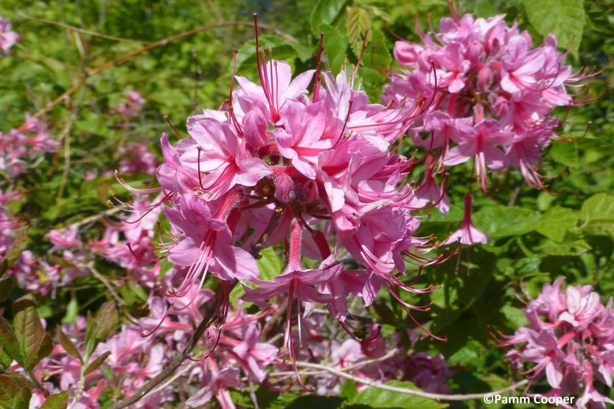 University of Connecticut | Home & Garden Education Center (HGEC)