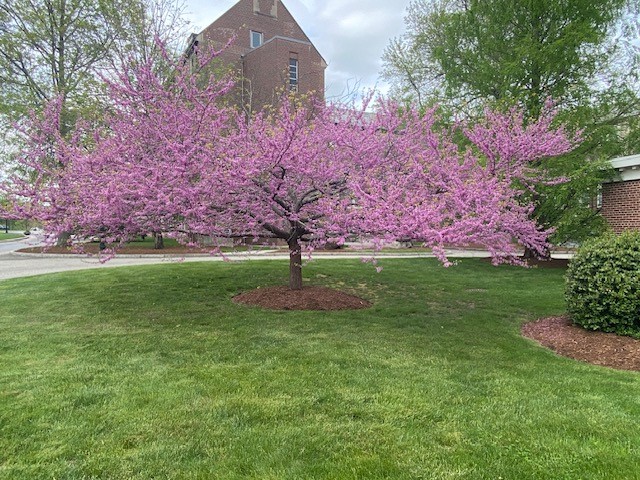 Tips on Selecting a Flowering Tree | Home Garden Education Office ...
