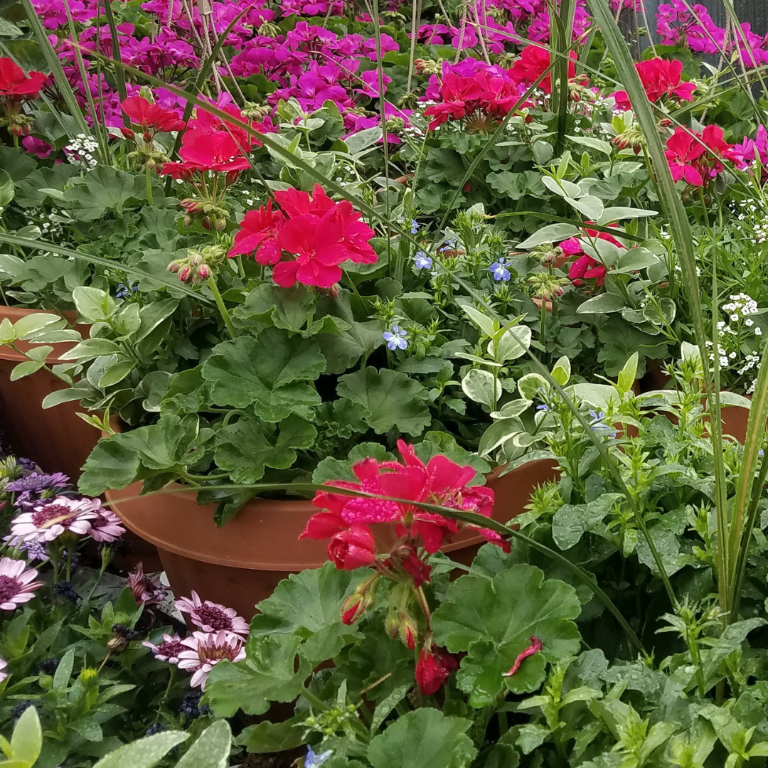 Keep your Perennials & Annuals Looking Fabulous All Season Long! | Home ...