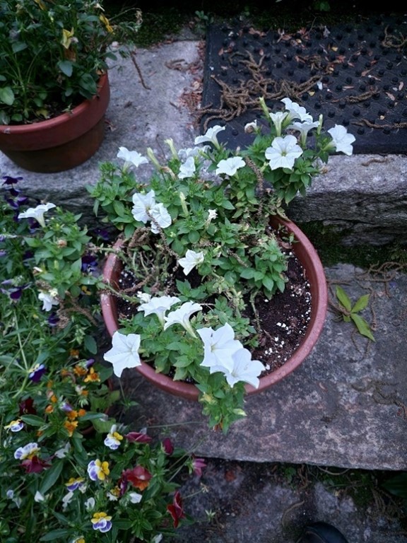 Firefly Petunias Light Up the Night | Home Garden Education Office ...