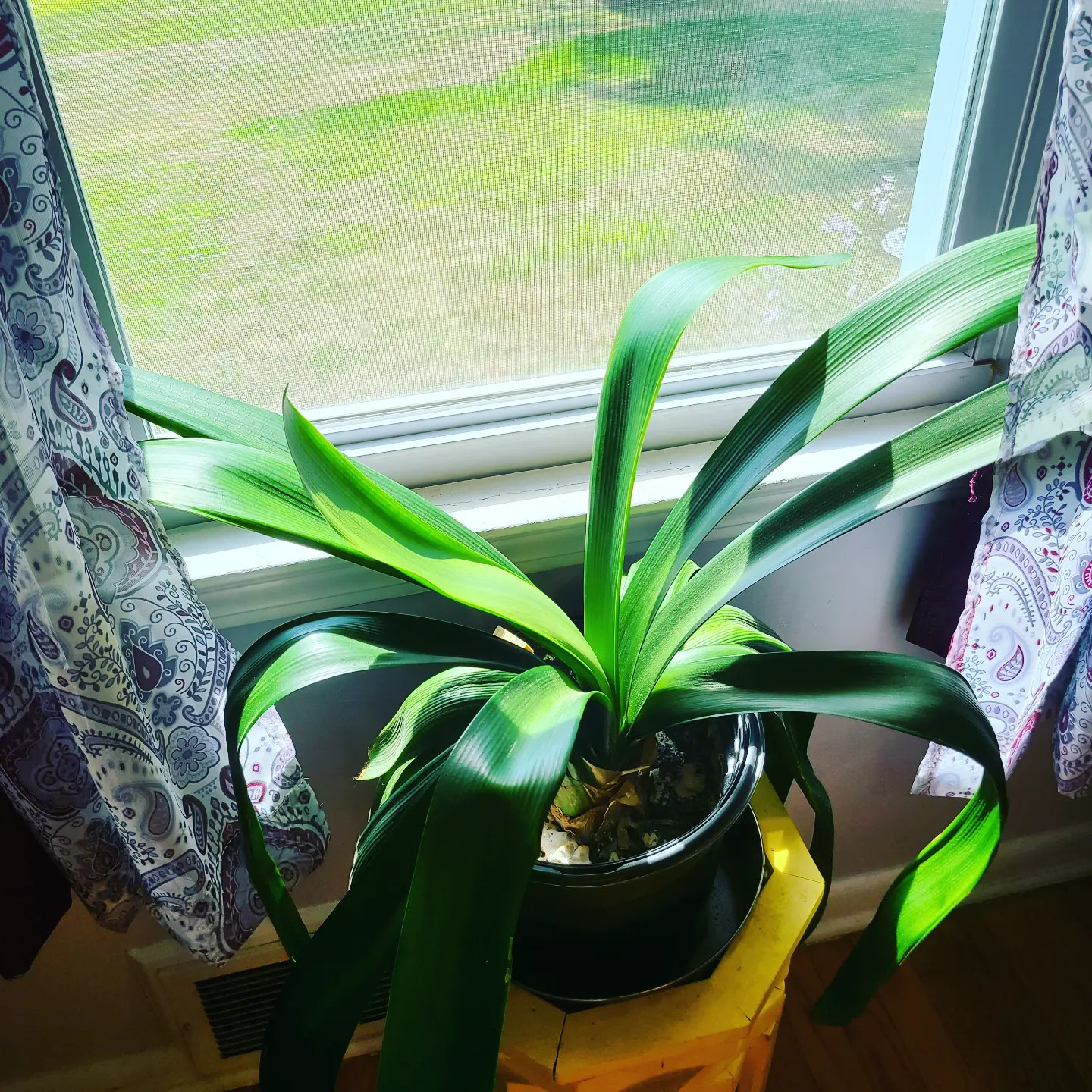 Preparing for Spring on CRIS Radio | Home and Garden Education Center