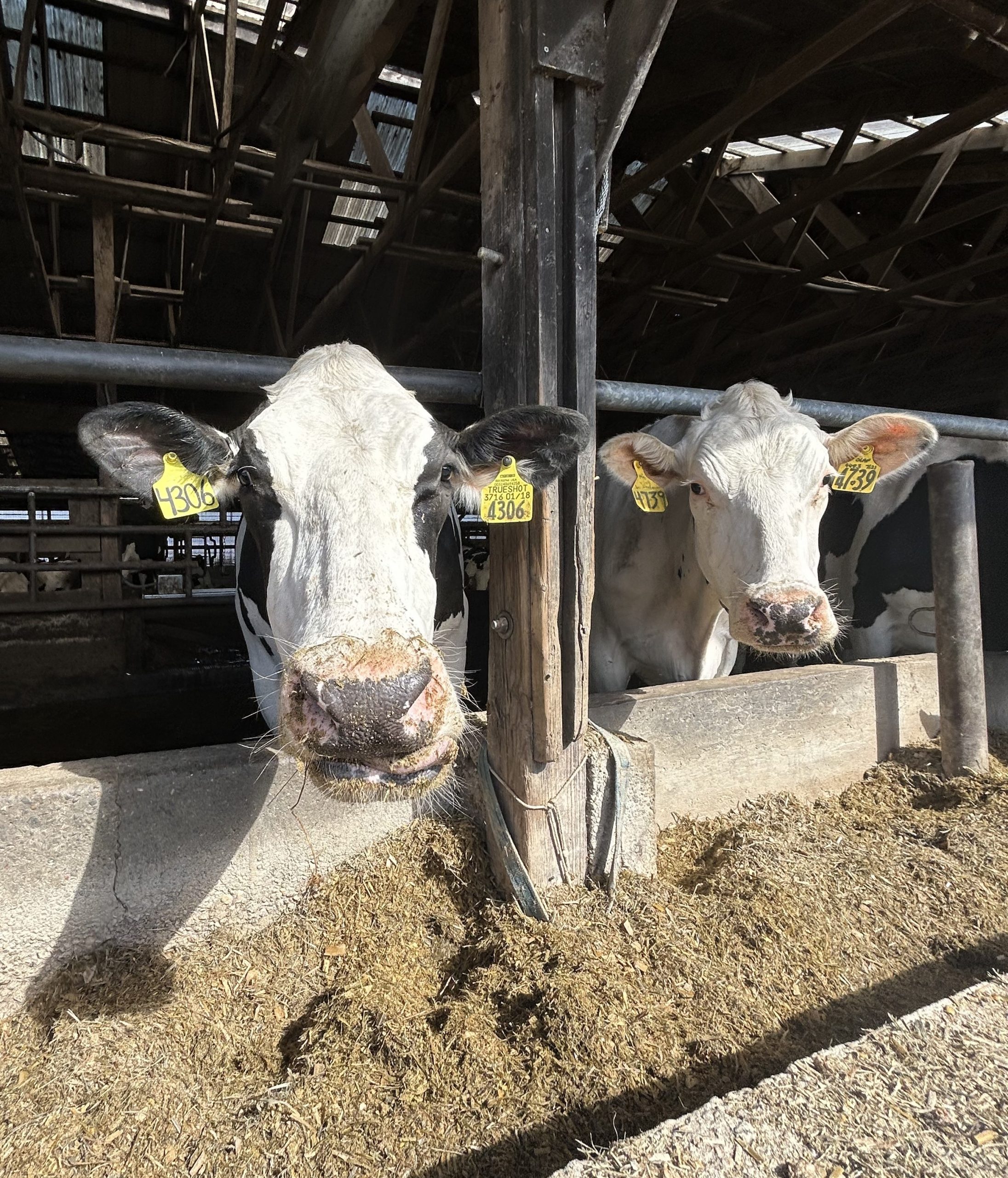 What's That Smell? CT Dairy Farmers Hard at Work | Home Garden ...