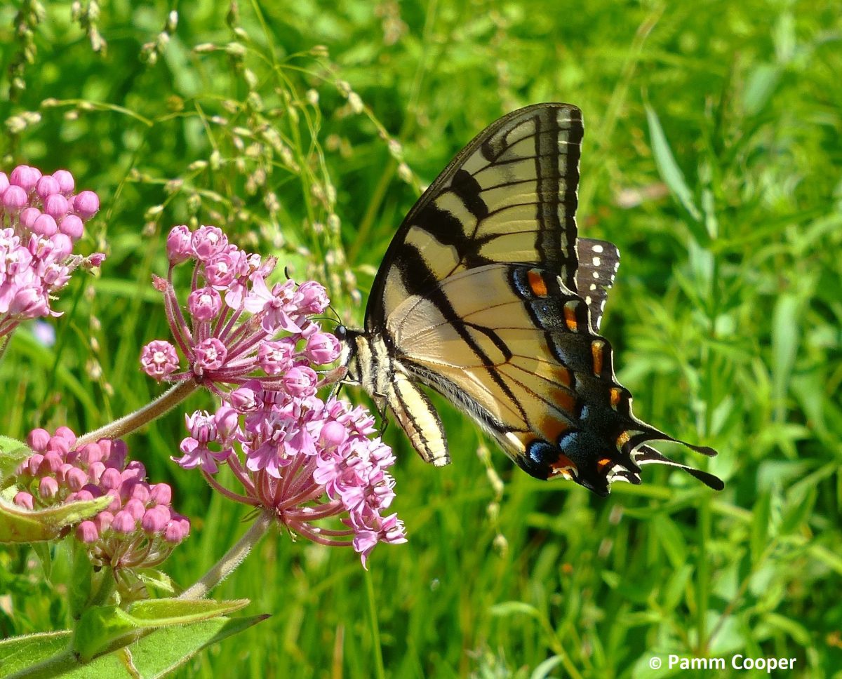 UConn IPM Seminar For the Home Gardener 2025 | Home and Garden Education Center