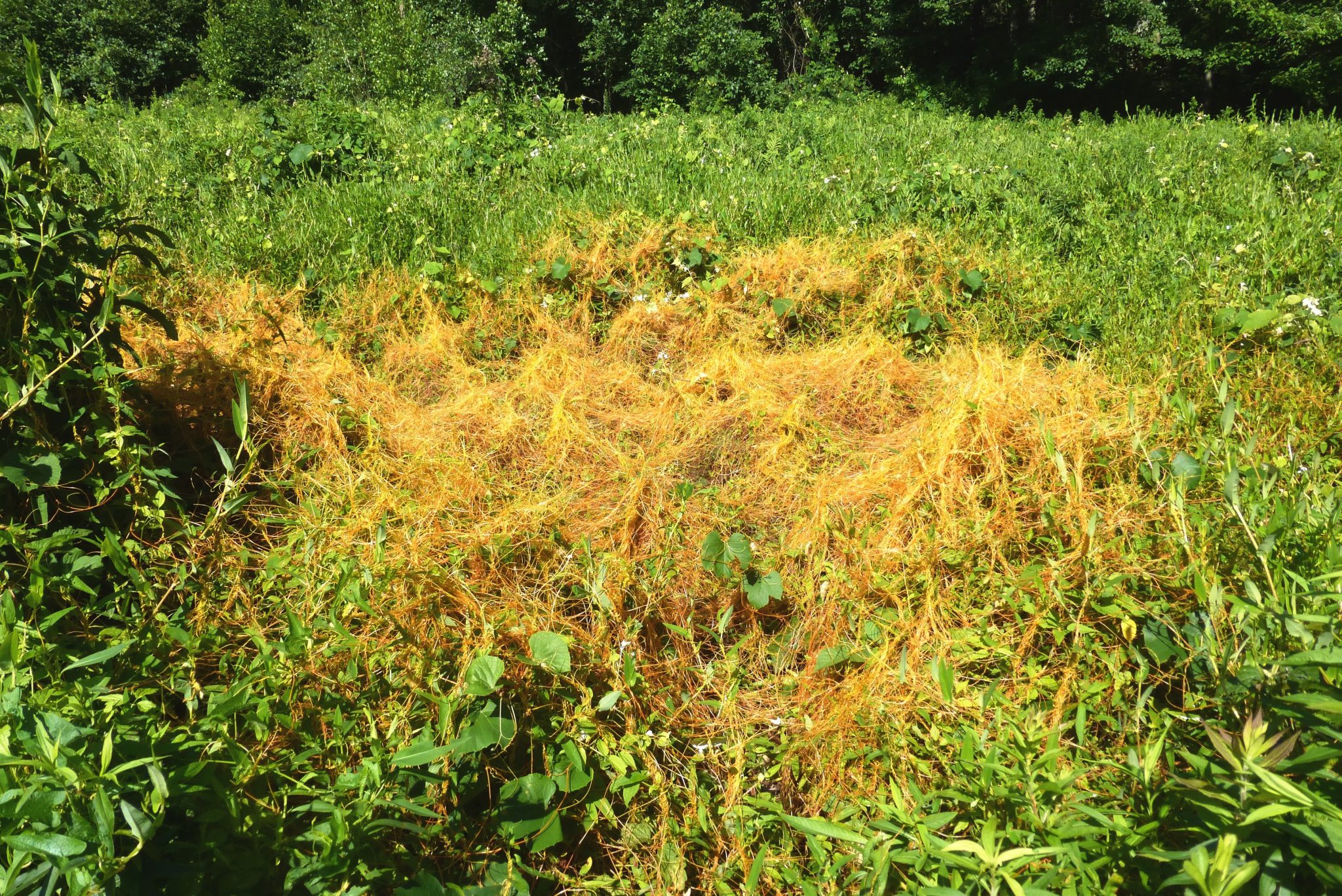 Dodder - A Common but Weird Parasitic Plant | Home and Garden Education ...