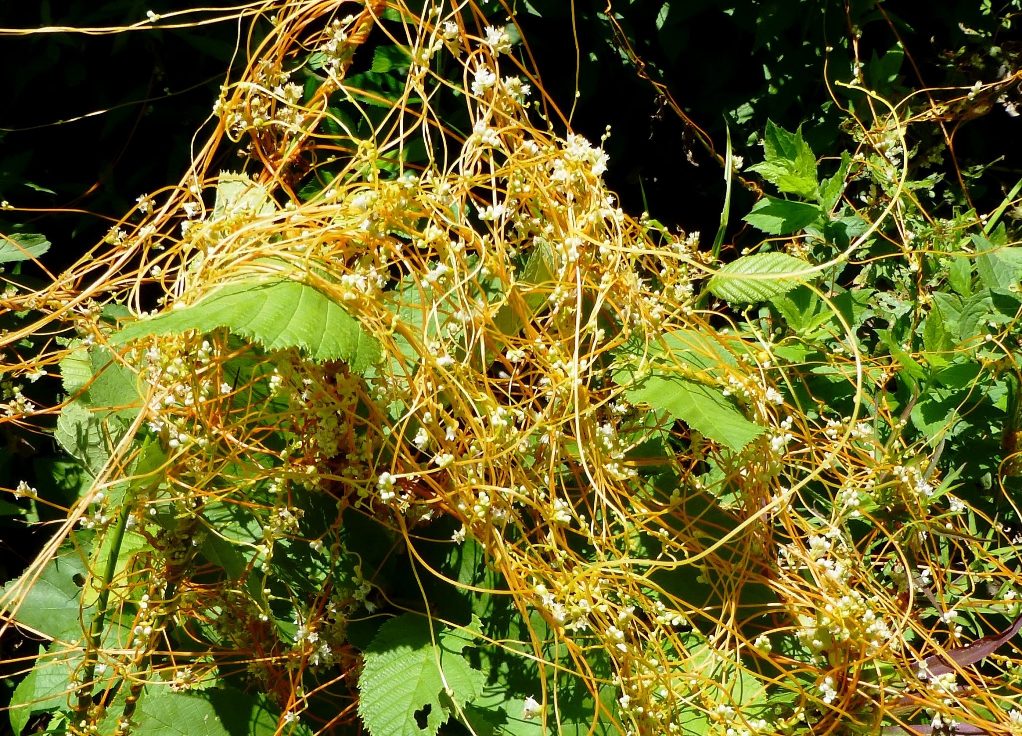 Dodder - A Common but Weird Parasitic Plant | Home and Garden Education ...