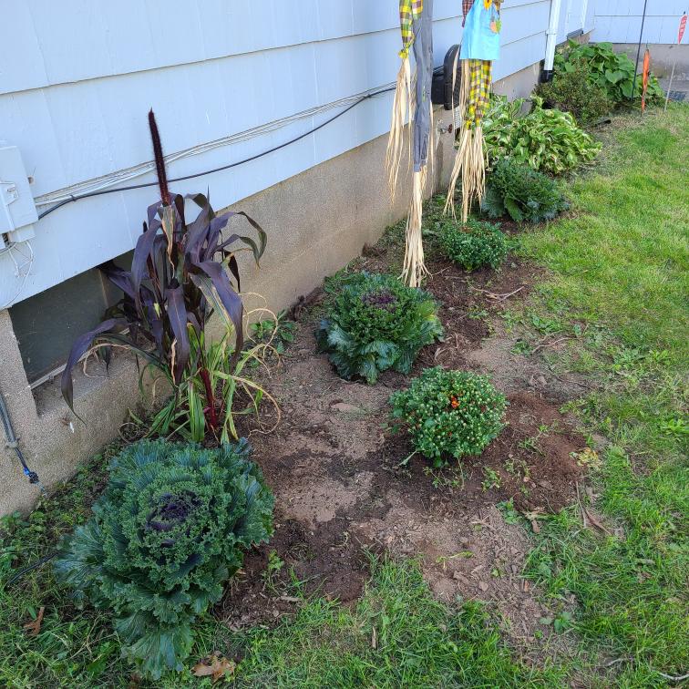 Extend Your Fall Color with More than Mums! | Home Garden Education ...