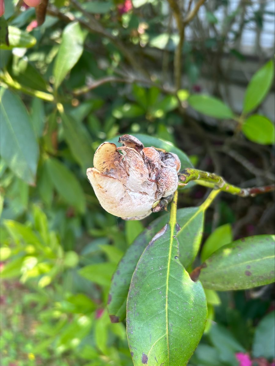 Azalea Gall | Home Garden Education Office | College of Agriculture ...